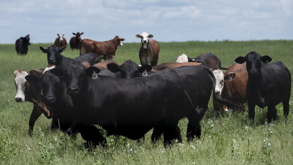 The Screwworm Is Messing With America’s Beef - The Atlantic