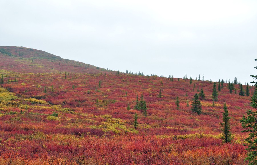 Autumn in Denali Park - The Atlantic
