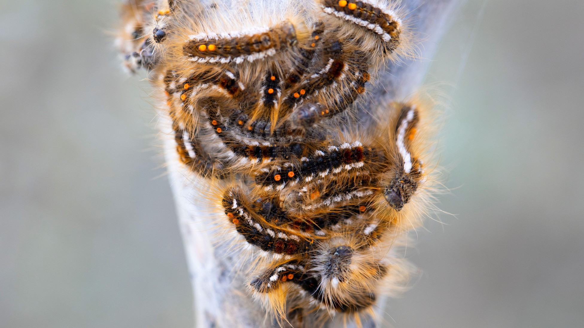 Maine's Itchy Caterpillar Plague Is Making Summer Worse - The Atlantic