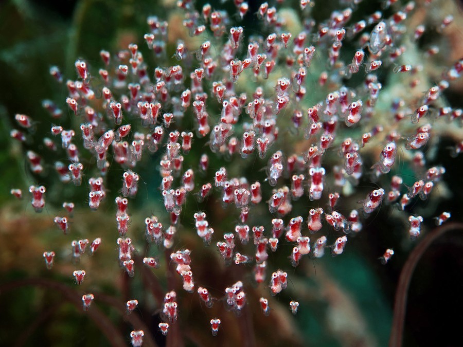 Winners of the 2021 Ocean Art Underwater Photo Contest - The Atlantic