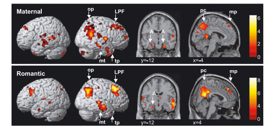 What Happens to a Woman’s Brain When She Becomes a Mother - The Atlantic