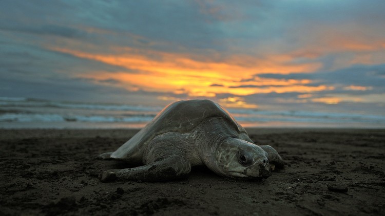 Turtle Poaching Spiked During the Pandemic - The Atlantic