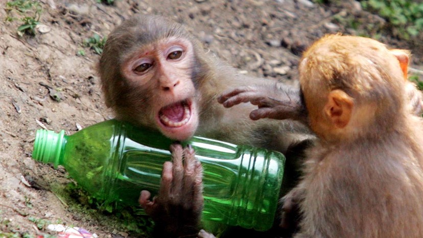 How the Drunken Monkey Hypothesis Explains Our Taste for Liquor - The ...