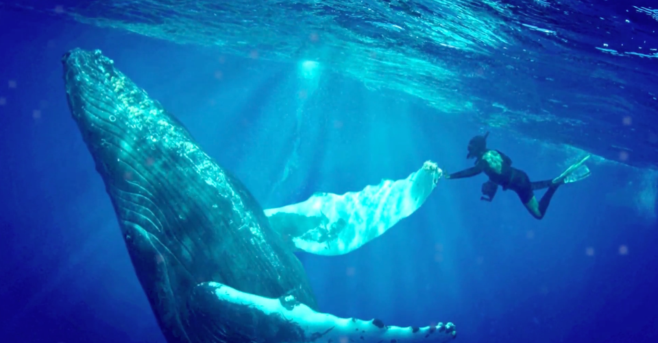 This Gorgeous Freediving Video Will Take Your Breath Away—No, Seriously ...