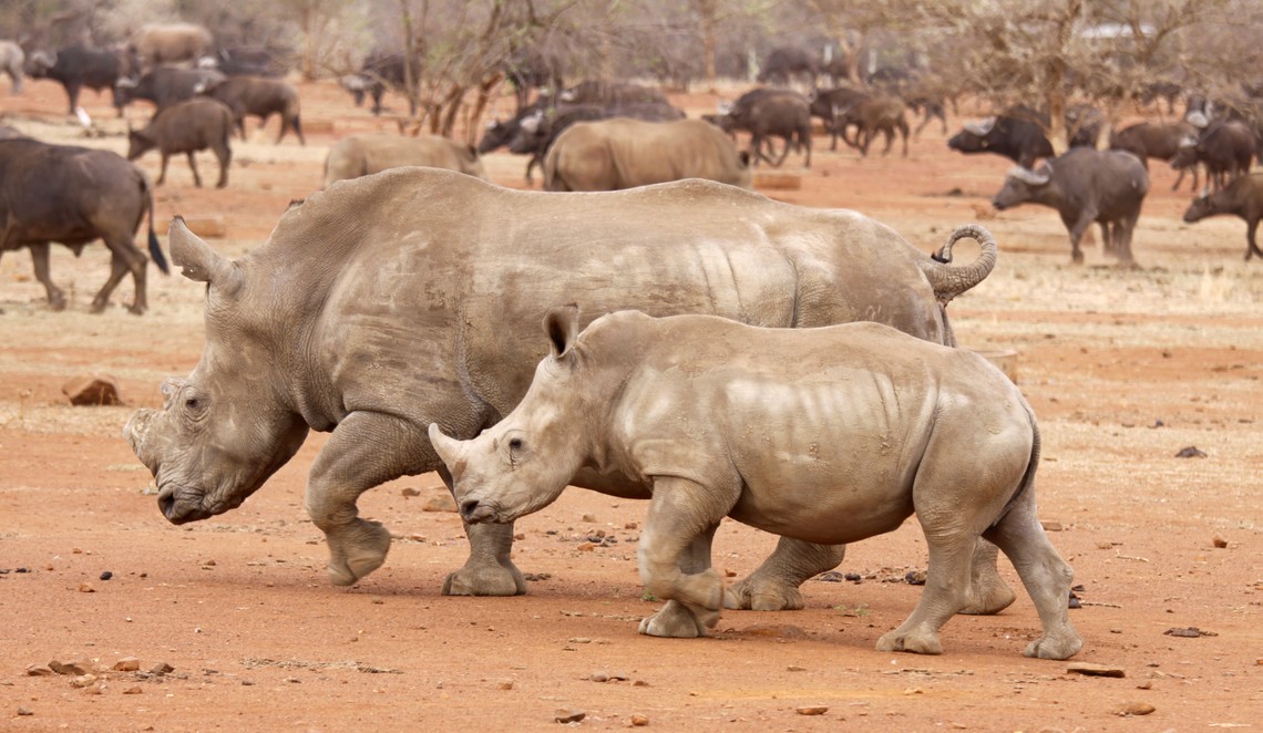 How to Fight Poachers With Drones and Big Data - The Atlantic