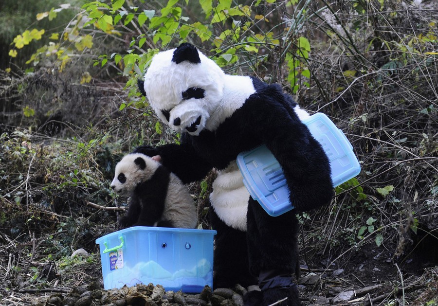 The Sichuan Giant Panda Bases and Sanctuaries - The Atlantic