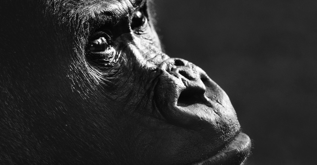 Do Apes Have a Theory of Mind? - The Atlantic