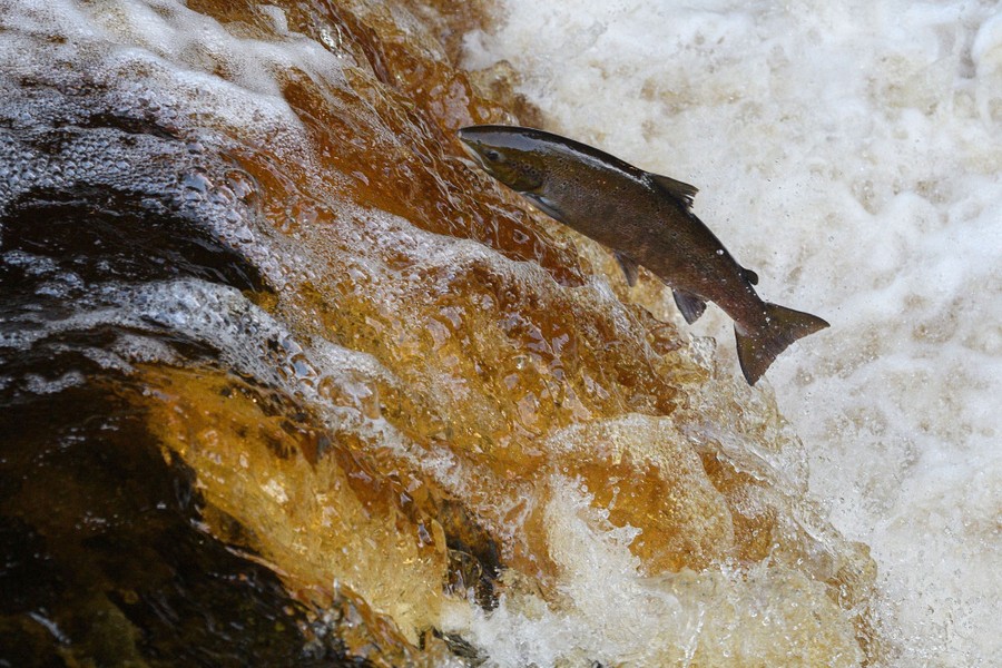 Photos of the Week: Pony Man, Ancient Sword, Foam Fight - The Atlantic