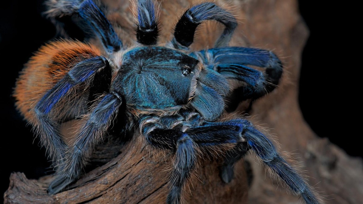 No One Knows Why So Many Tarantulas Are One Particular Shade of Vivid ...