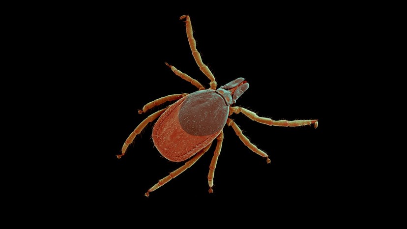 The Marvels of Tick Saliva - The Atlantic