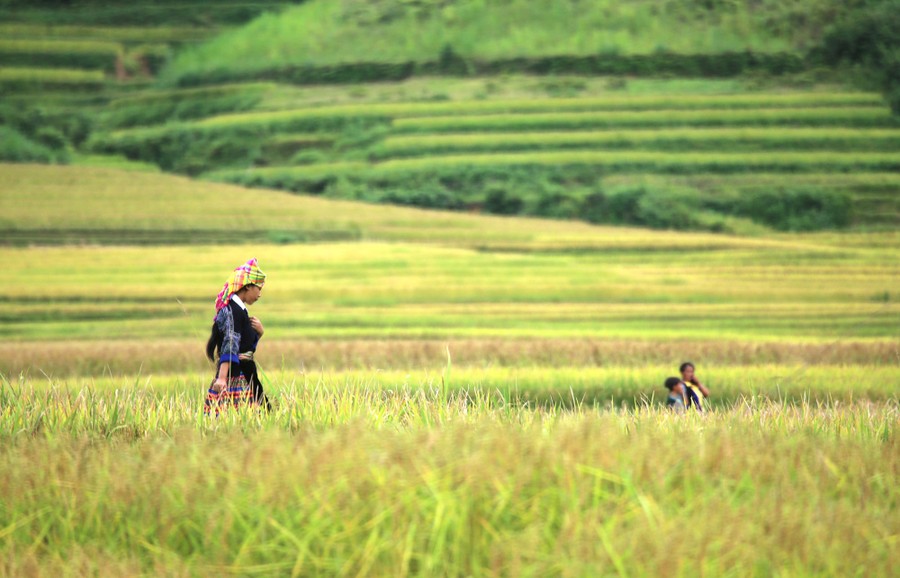The Beauty of Terraced Fields - The Atlantic