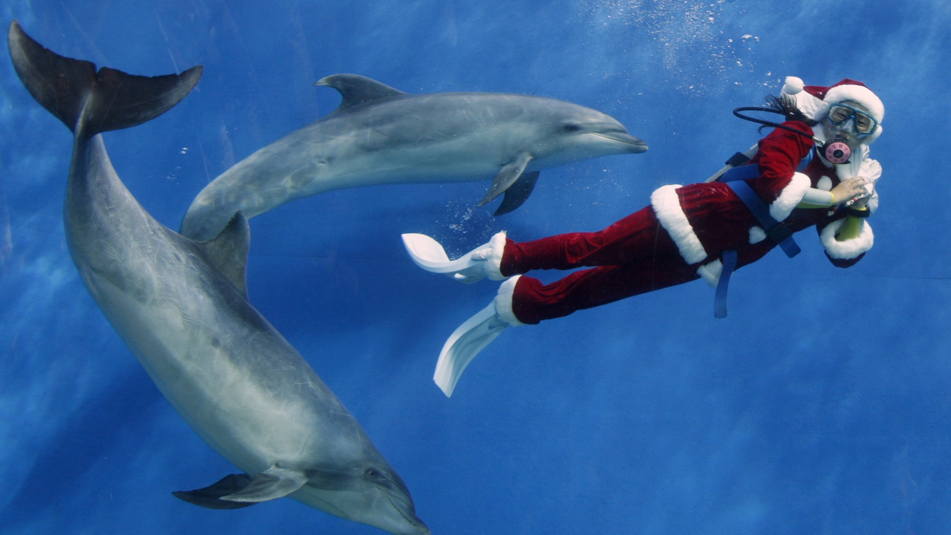 Human-Dolphin Translation - The Atlantic