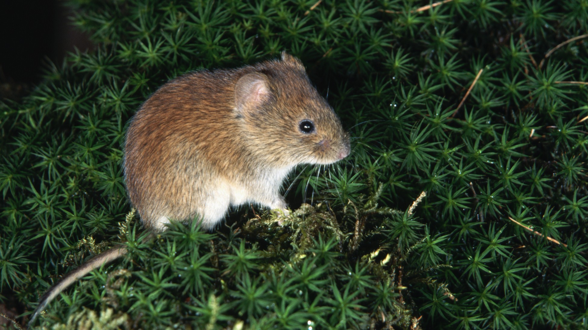 A Major Climate Force Has Been Ignored for Decades - The Atlantic