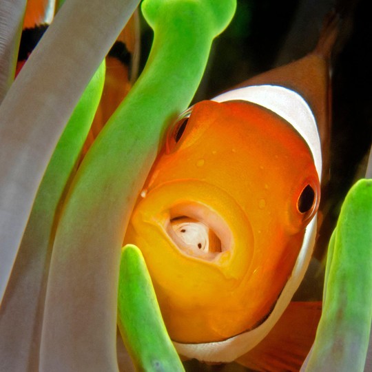 A Photo Of A Fish Inside Fish Mouth