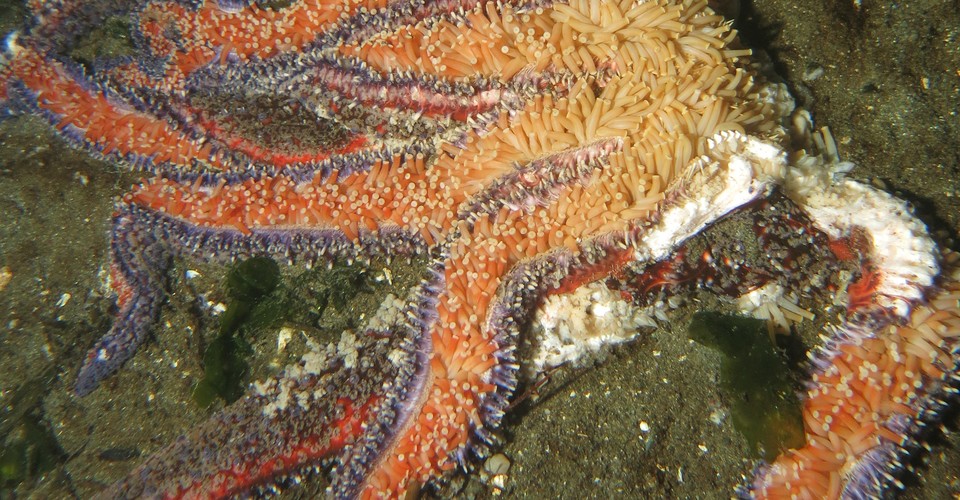 A Starfish-Killing Disease Is Remaking the Oceans - The Atlantic