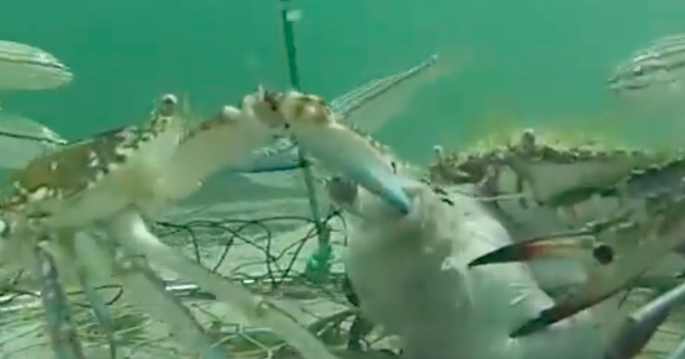 What the World Looks Like (When You're a Crab Net) - The Atlantic