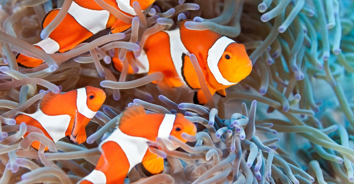 Clown-Fish Family Values - The Atlantic