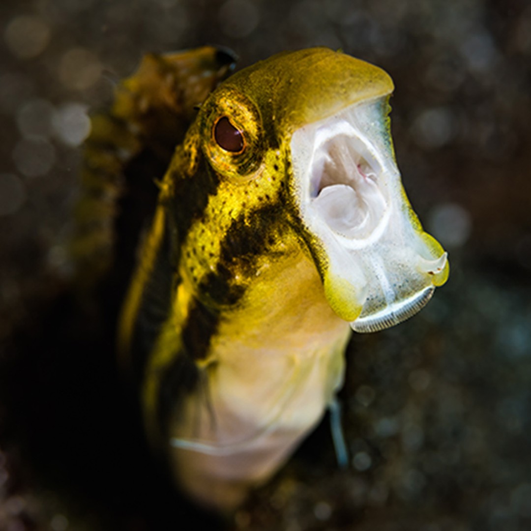 can you eat blenny fish