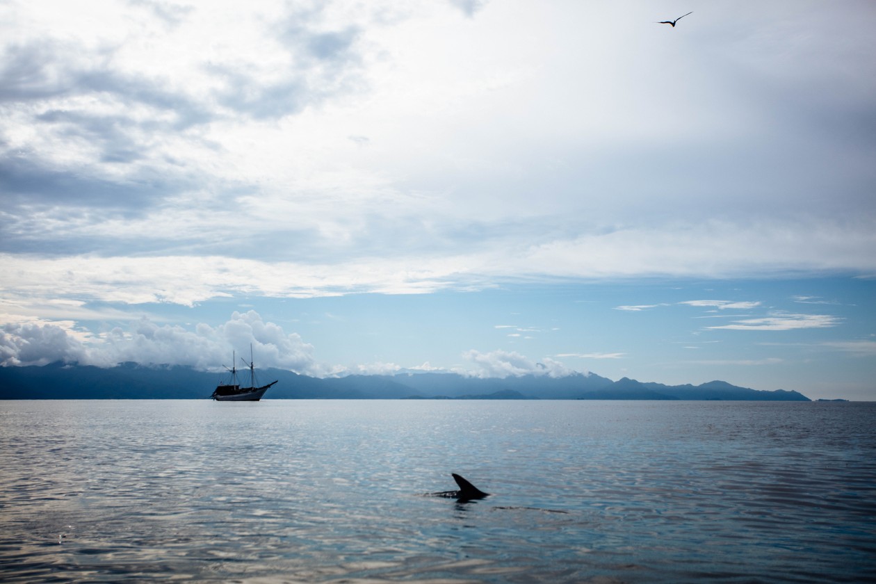 What It's Like to Draw Blood From a Whale Shark - The Atlantic