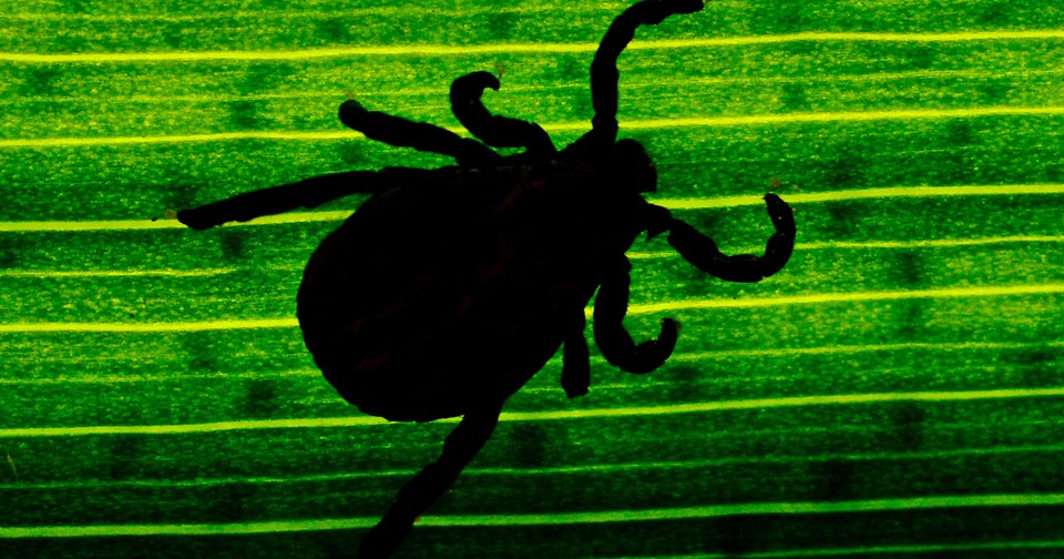 Tick Image