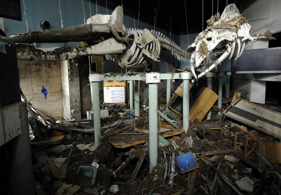 Animals in the News - The Atlantic