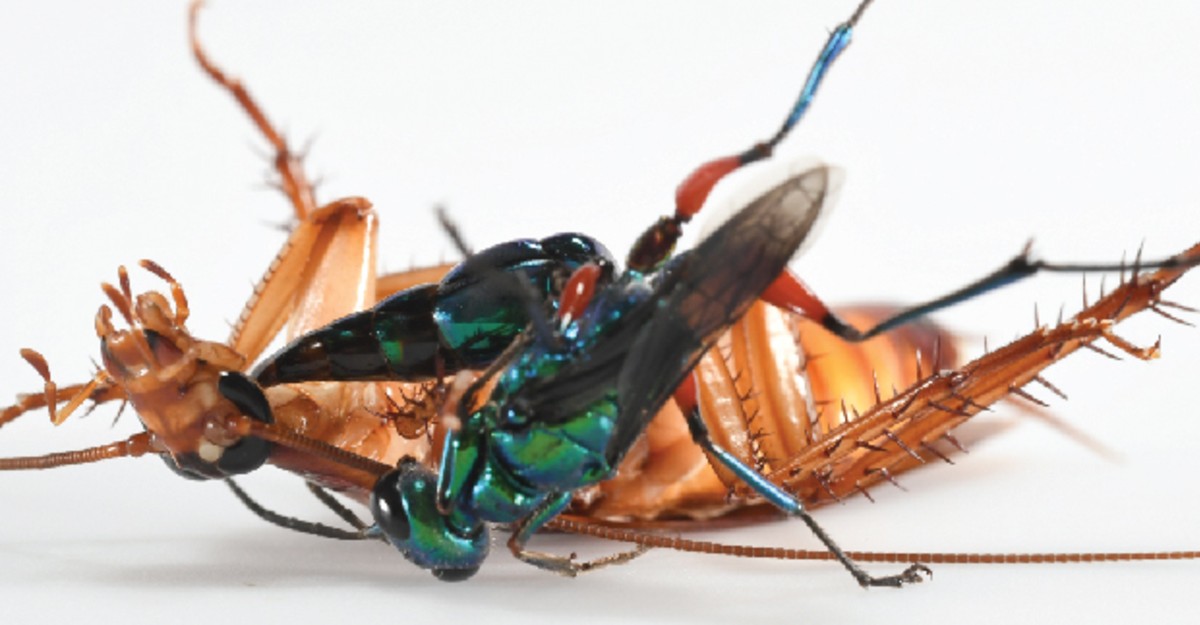 How to Survive the Zombie Apocalypse Like a Cockroach - The Atlantic