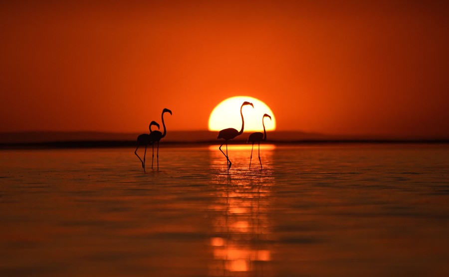 Photos: A Flamboyance of Flamingos - The Atlantic