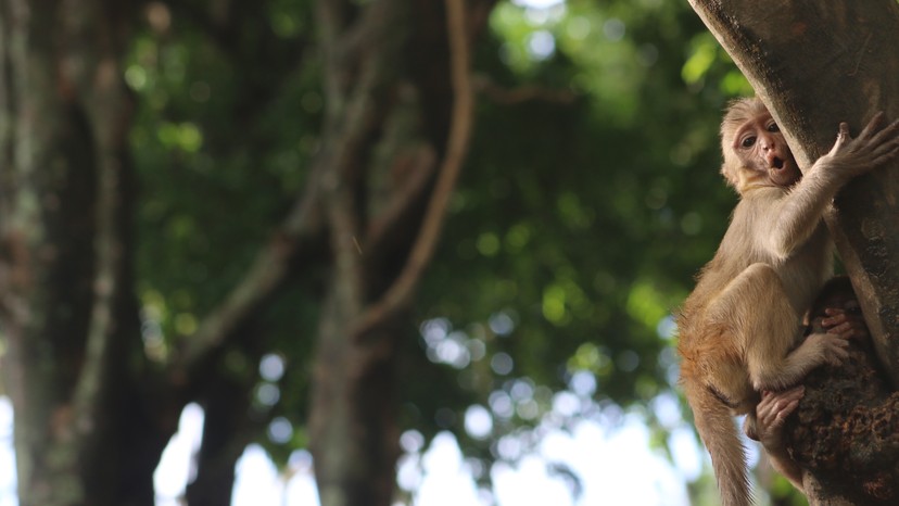 Rescuing Puerto Rico's Monkey Island - The Atlantic