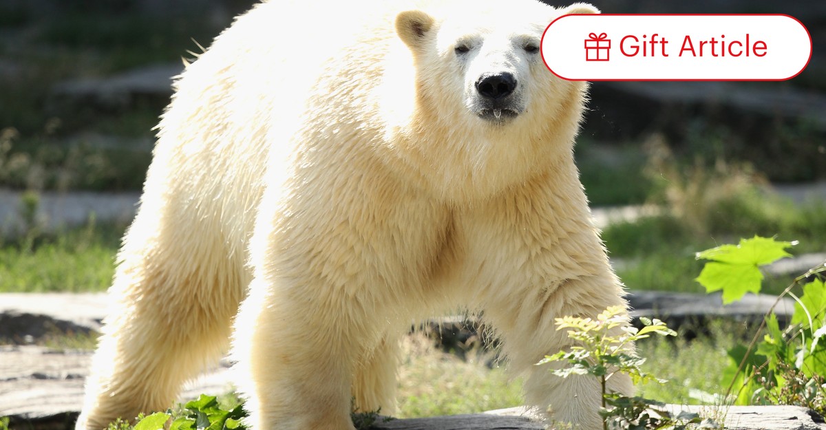 polar bear attack berlin