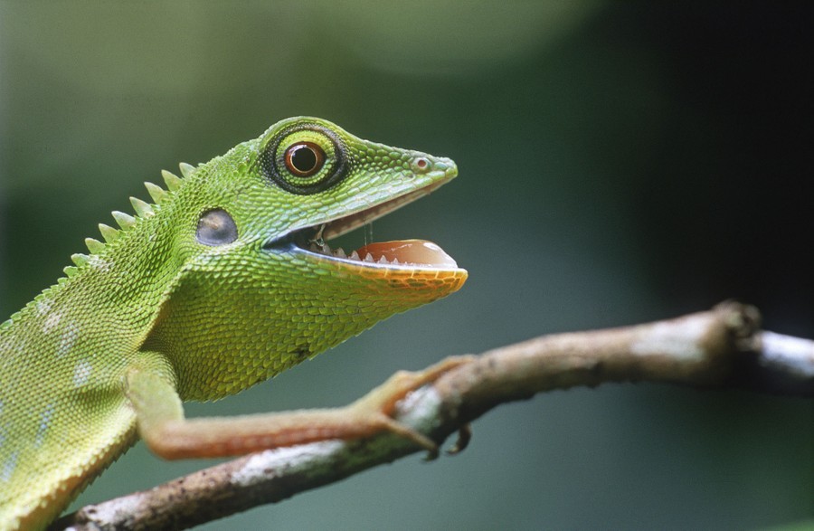 Winners of the 2020 World Nature Photography Awards - The Atlantic