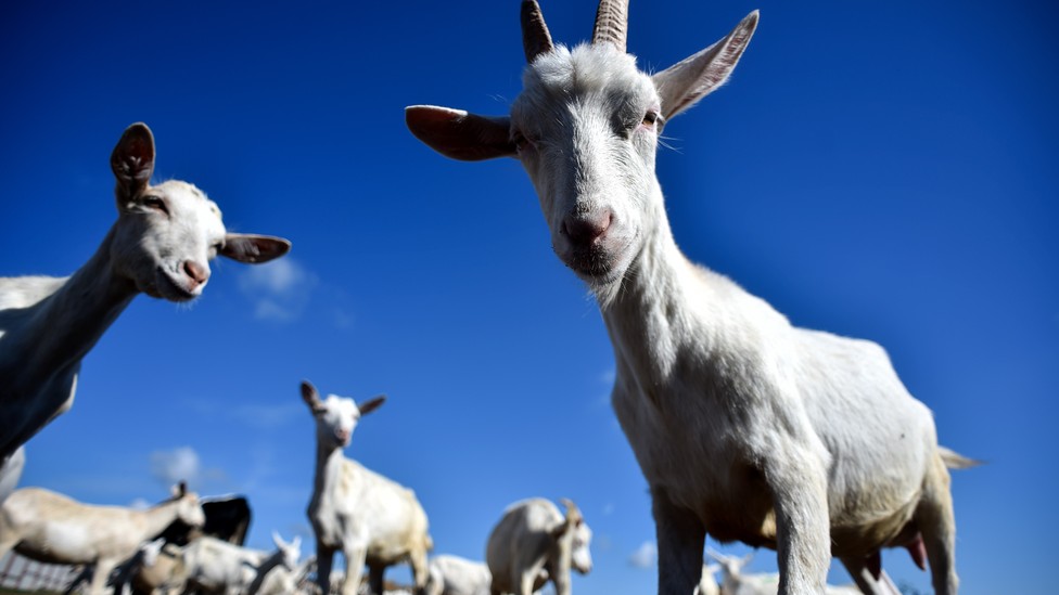 Why Someone Released 100 Goats in Boise, Idaho - The Atlantic