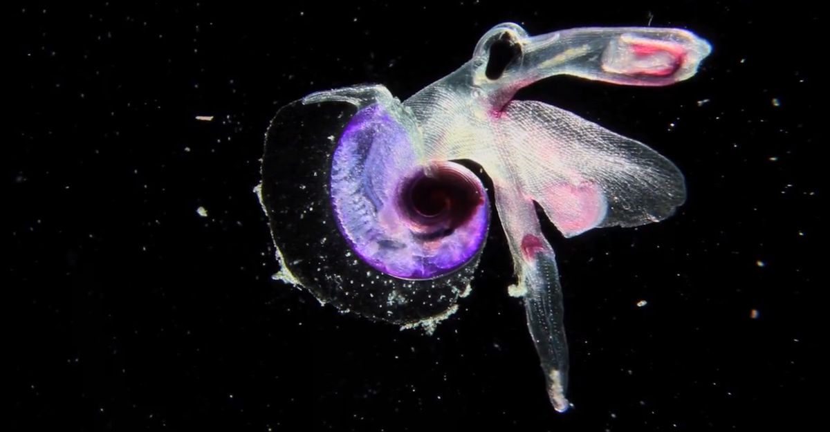 Fauna: The Amazing, Freaky World of Plankton - The Atlantic
