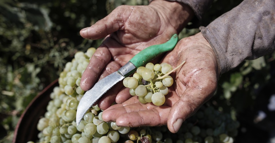 Old World Wine Grapes Have Been Used for Centuries - The Atlantic