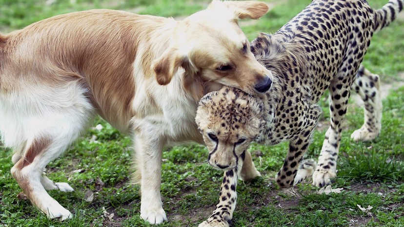 Can a Predator Really Be Friends With Its Prey? - The Atlantic