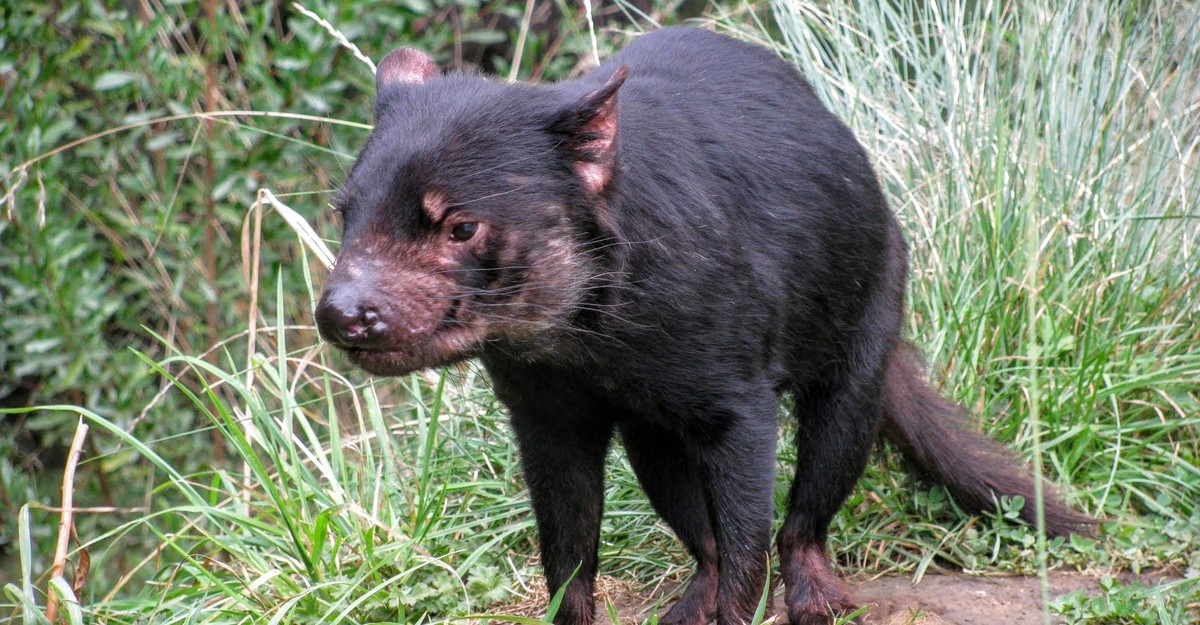 New Hope for the Devil - The Atlantic