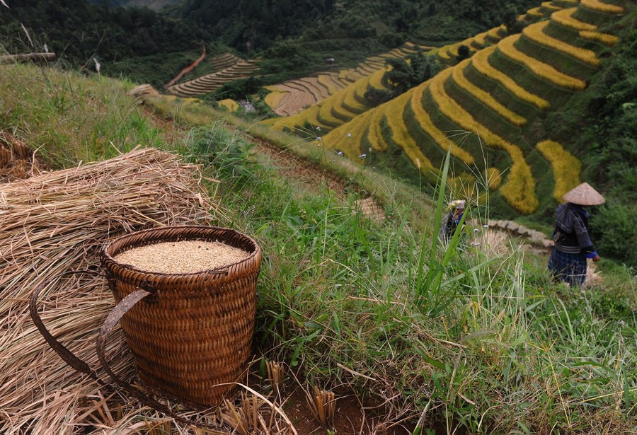 The Beauty of Terraced Fields - The Atlantic