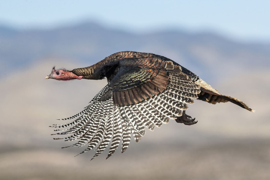 2019 Audubon Photography Awards - The Atlantic