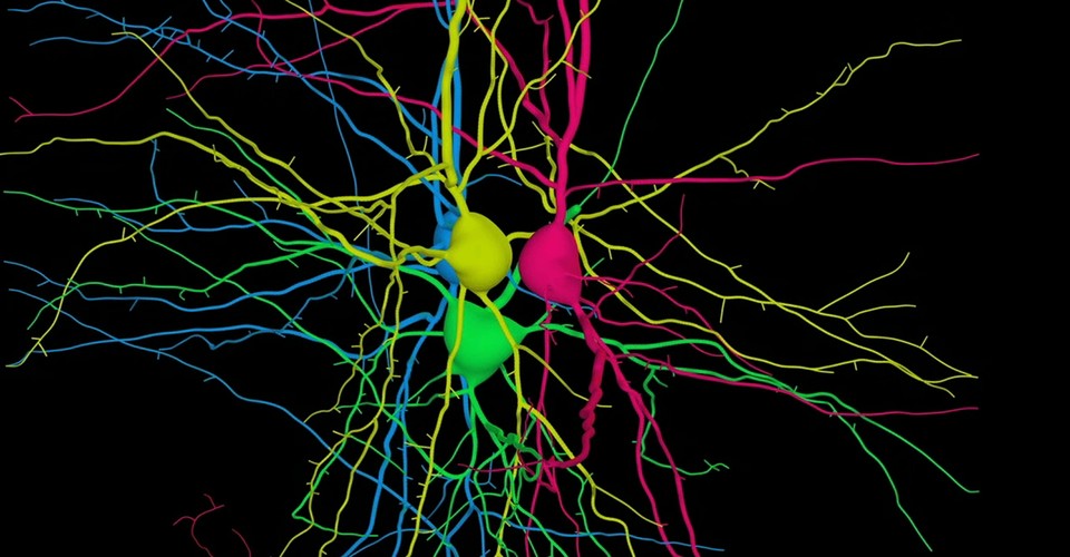 Mapping the Brain's Neural Networks to Build an Artificial Nervous ...