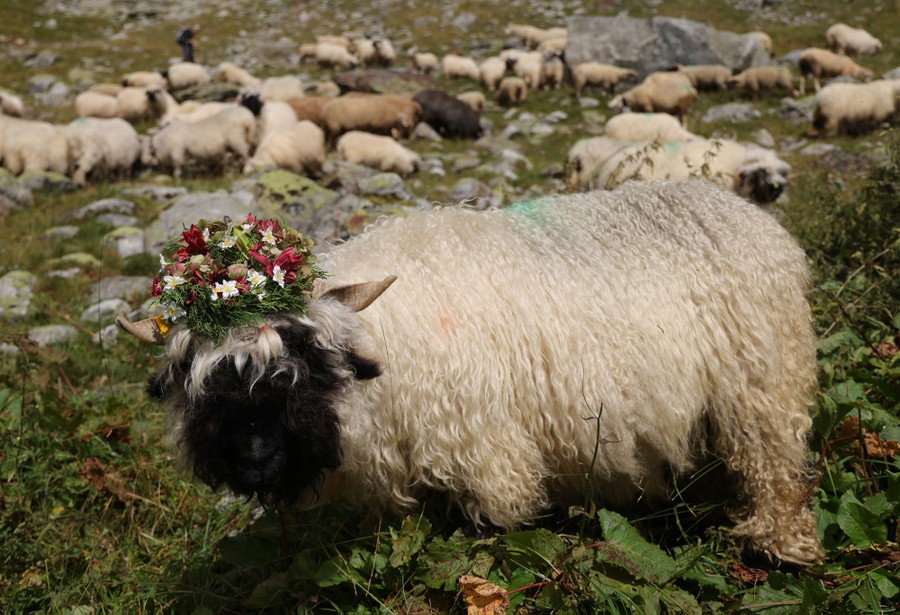 Photos: A Traditional Swiss Sheep Drive in a Changing World - The Atlantic