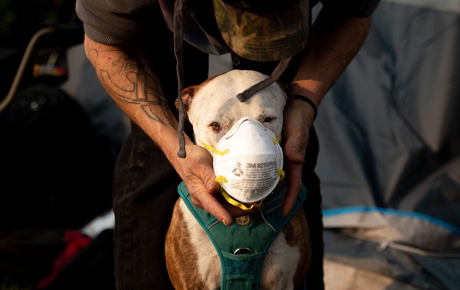 The Animals of California’s Devastating Camp Fire - The Atlantic