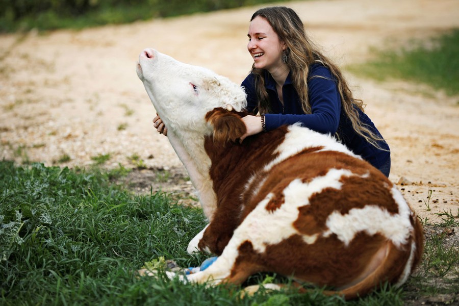 Here Are Pictures of More Cows - The Atlantic