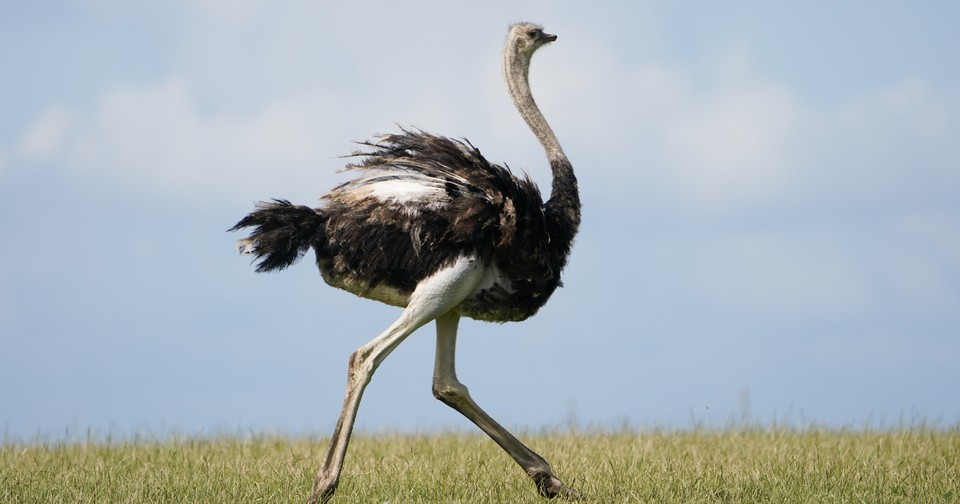 Ostrich Origin