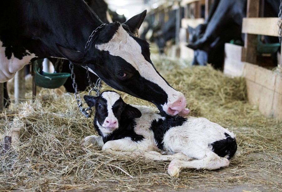Here Are Pictures of More Cows - The Atlantic