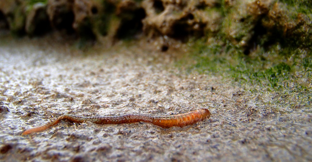 The Ragworm May Be the Ocean's Secret Gardener - The Atlantic