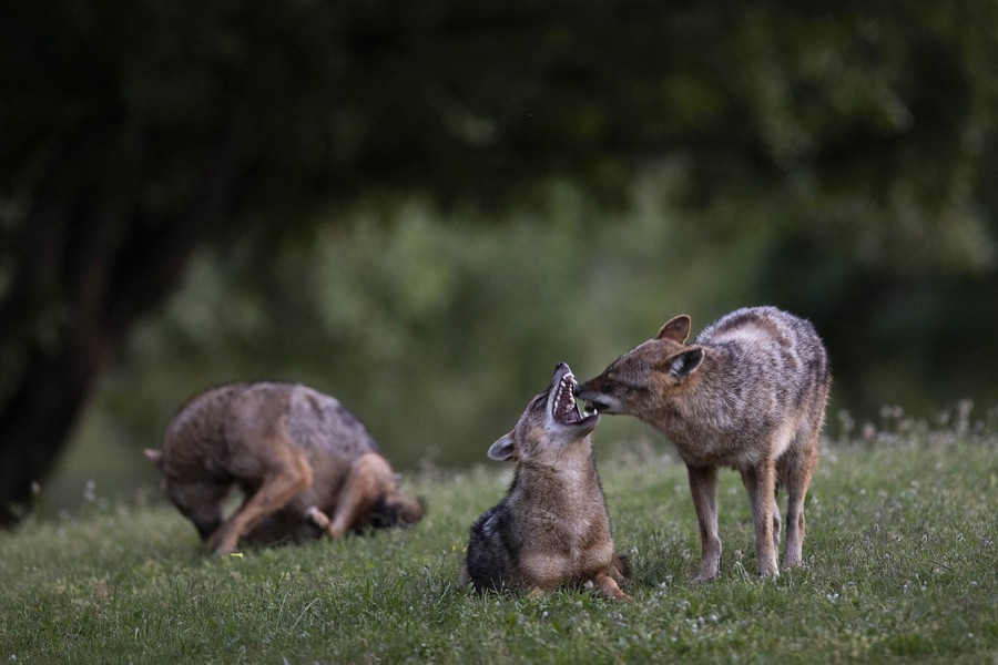 Photos: Jackals Roam Through a Quiet Tel Aviv Park - The Atlantic