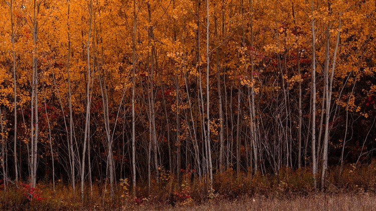 ‘Four Seasons’ Is Not a Law of Nature - The Atlantic