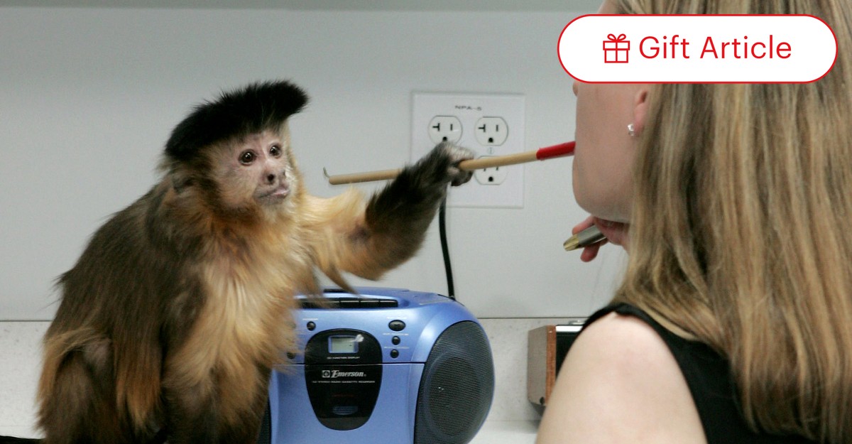 capuchin monkey crossword