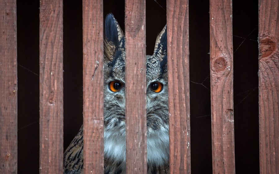 Photos: Superb Owl Sunday IV - The Atlantic