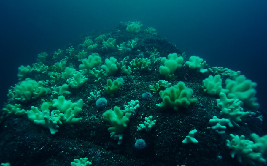 A Trip to the Farne Islands - The Atlantic