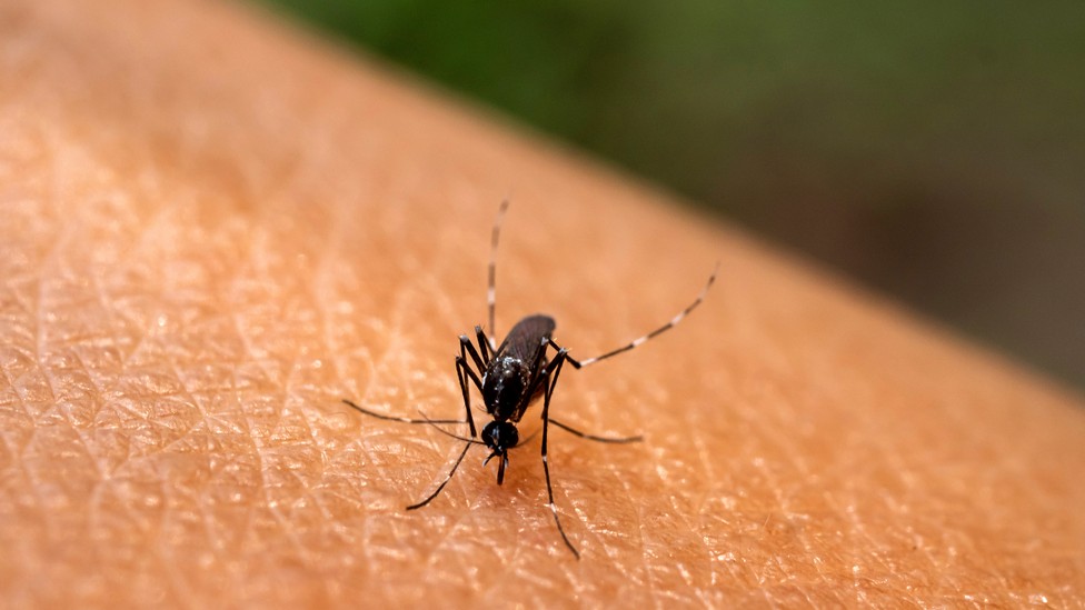 Your Soap Might Be Making You More Attractive to Mosquitoes - The Atlantic